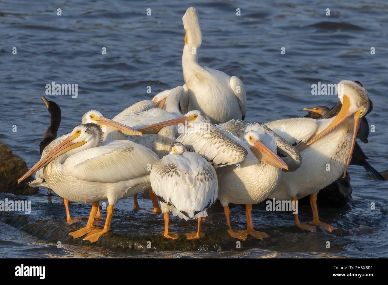 American pelicans migration hi-res stock photography and images - Alamy