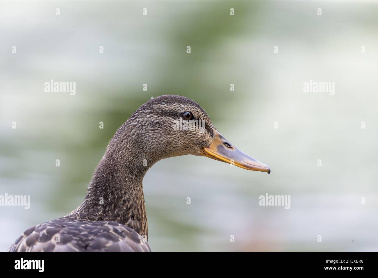 Duck. Mallard Duck, Female in conservation area in Wisconsin Stock ...