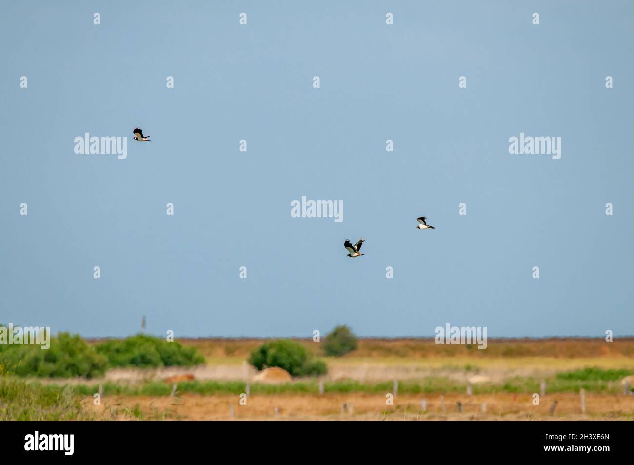 Geese beak hi-res stock photography and images - Alamy