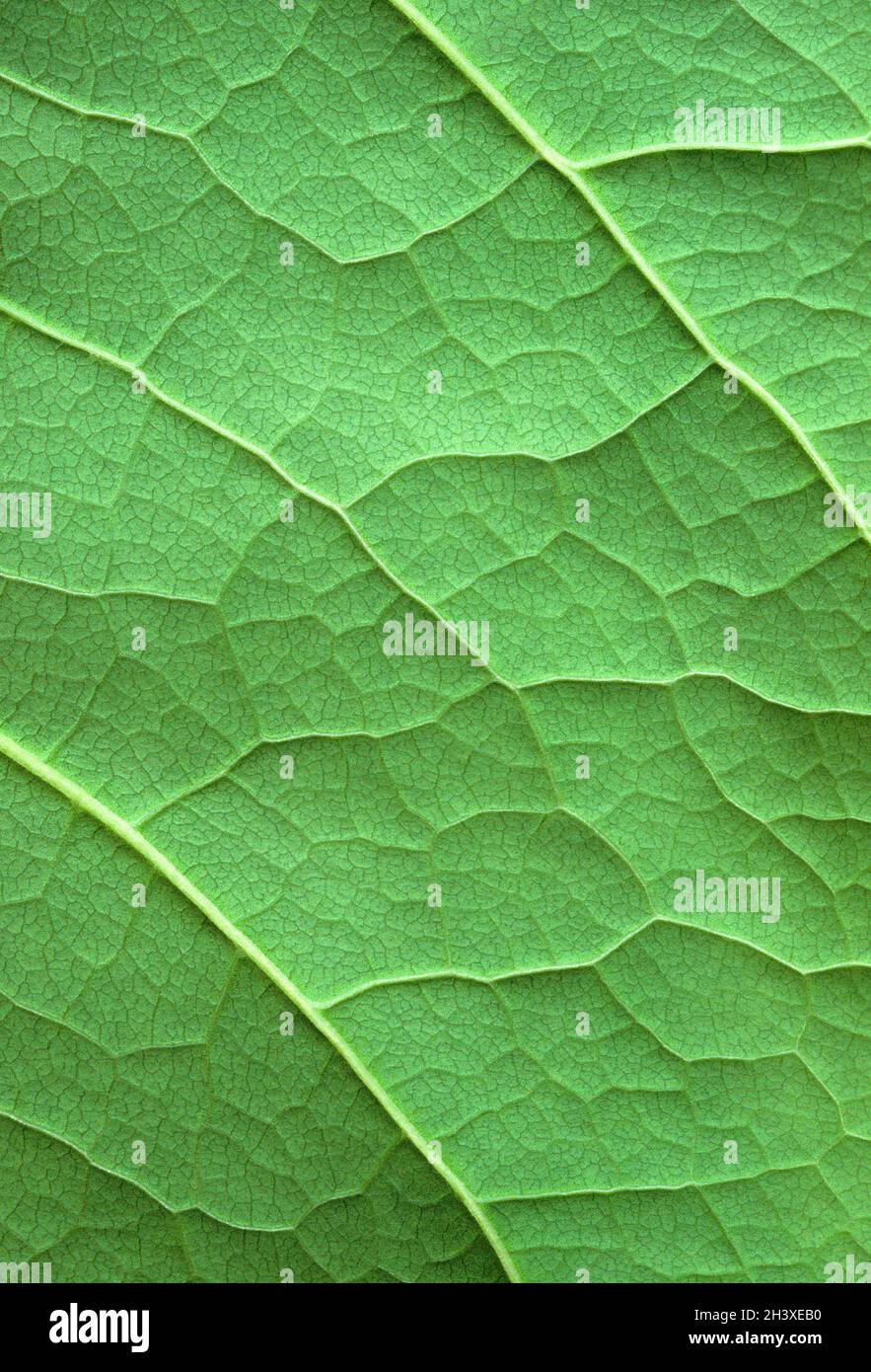 Underside of a leaf Stock Photo - Alamy