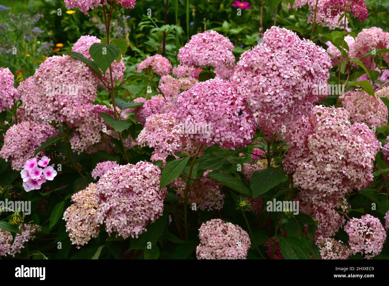 Hydrangeaceae plant hi-res stock photography and images - Alamy