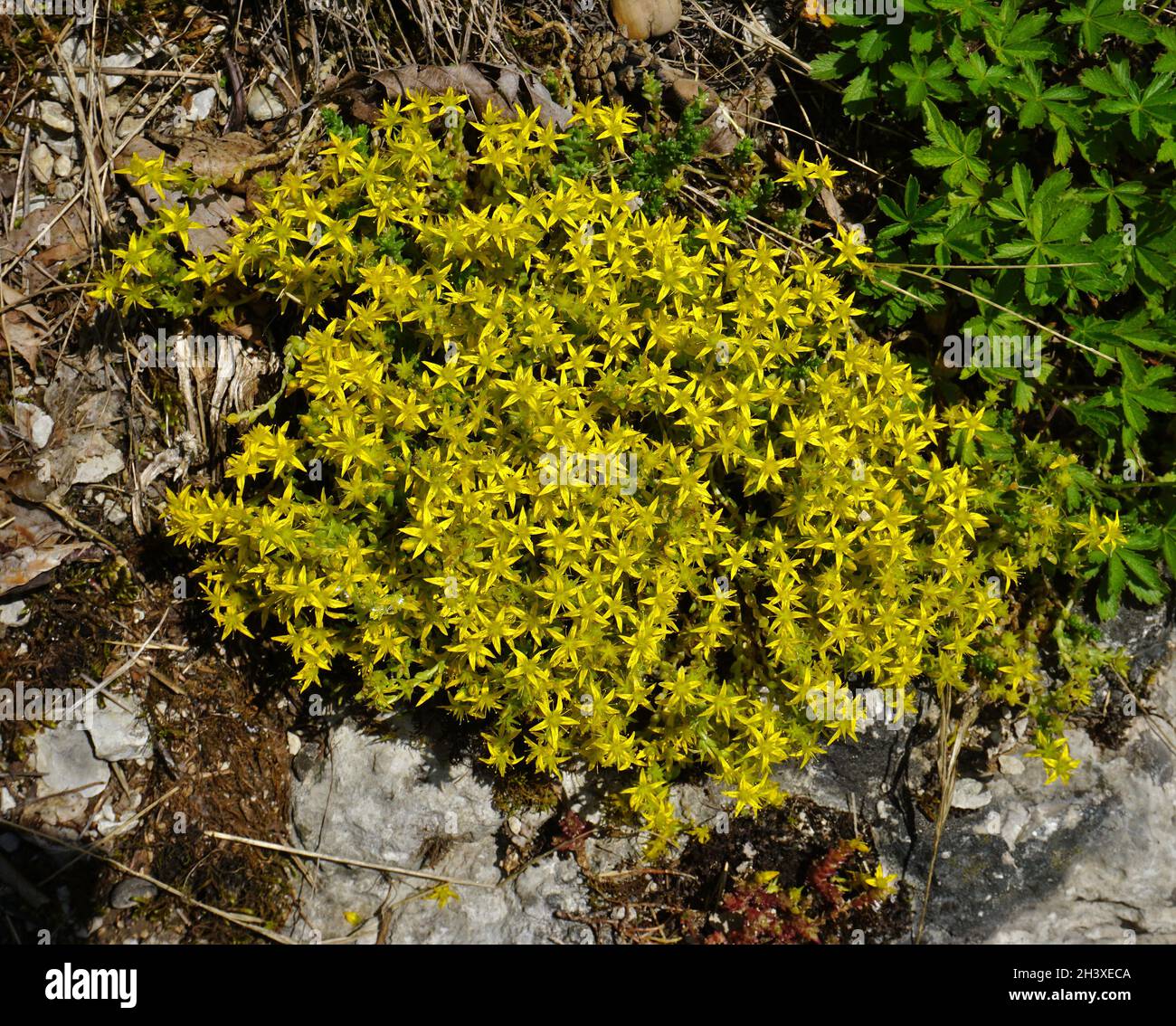 Pepper stonecrop, Sedum acre, biting stonecrop Stock Photo - Alamy