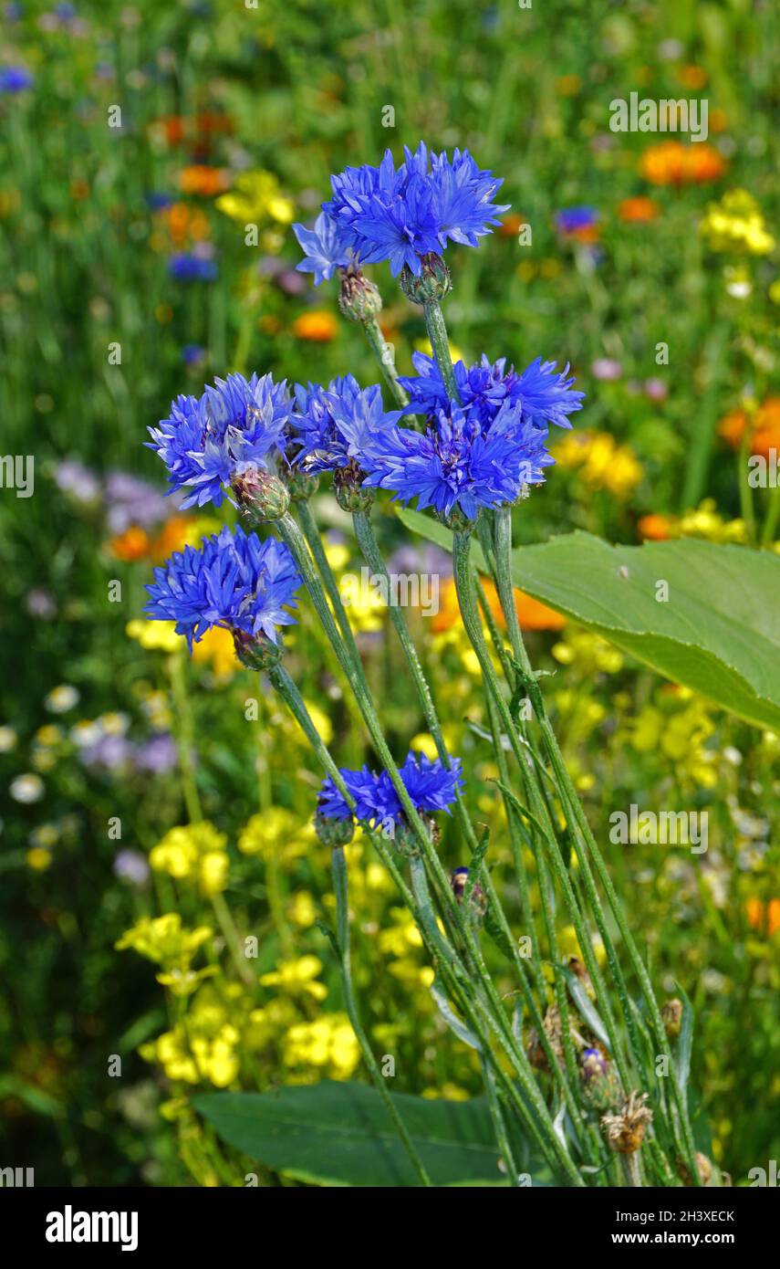 Bluebottle hi-res stock photography and images - Alamy