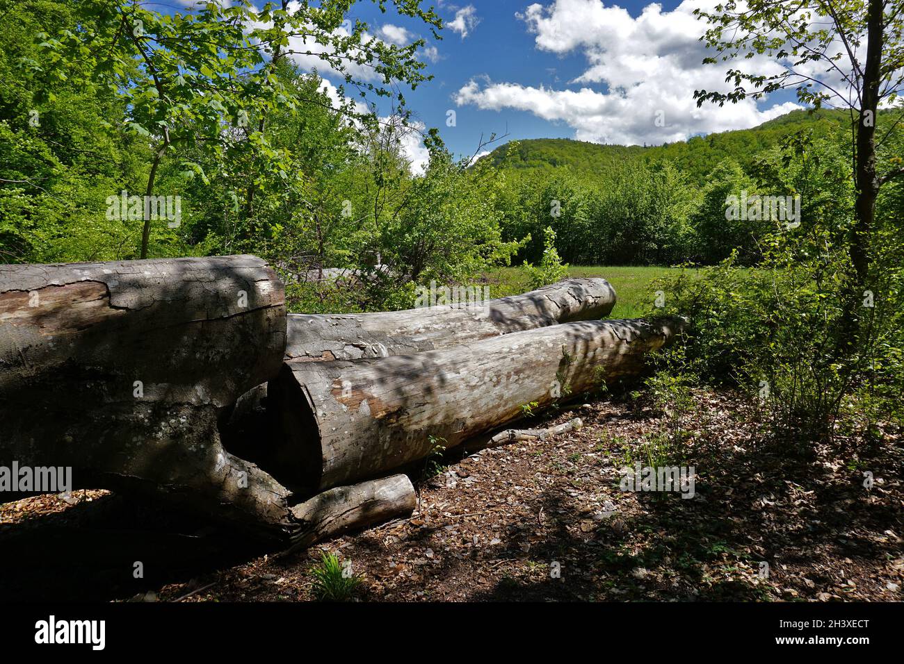 Felling beech trees hi-res stock photography and images - Alamy