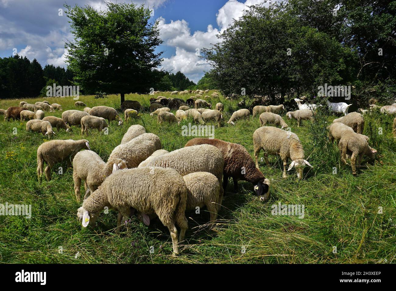 Sheep grazing farm germany hi-res stock photography and images - Alamy