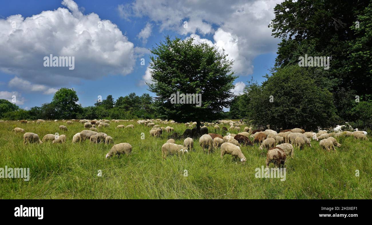 Sheep farming germany hi-res stock photography and images - Alamy
