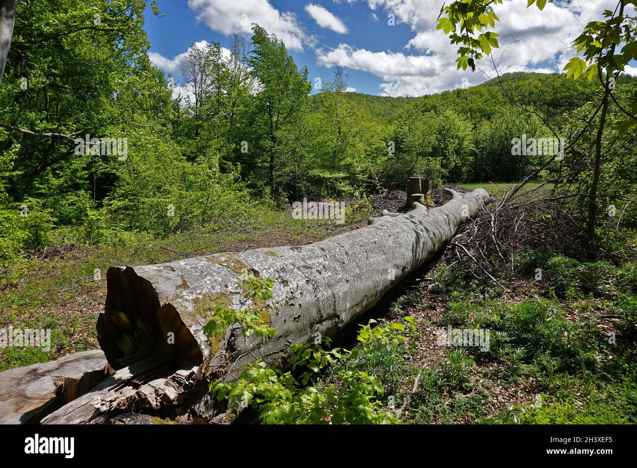 Felling beech trees hi-res stock photography and images - Alamy