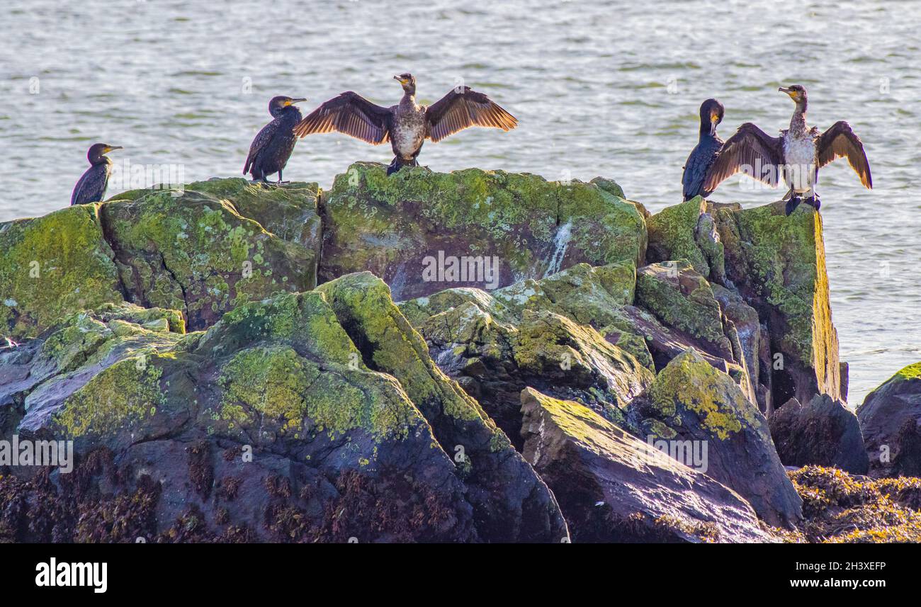 Cormorants drying out Stock Photo - Alamy