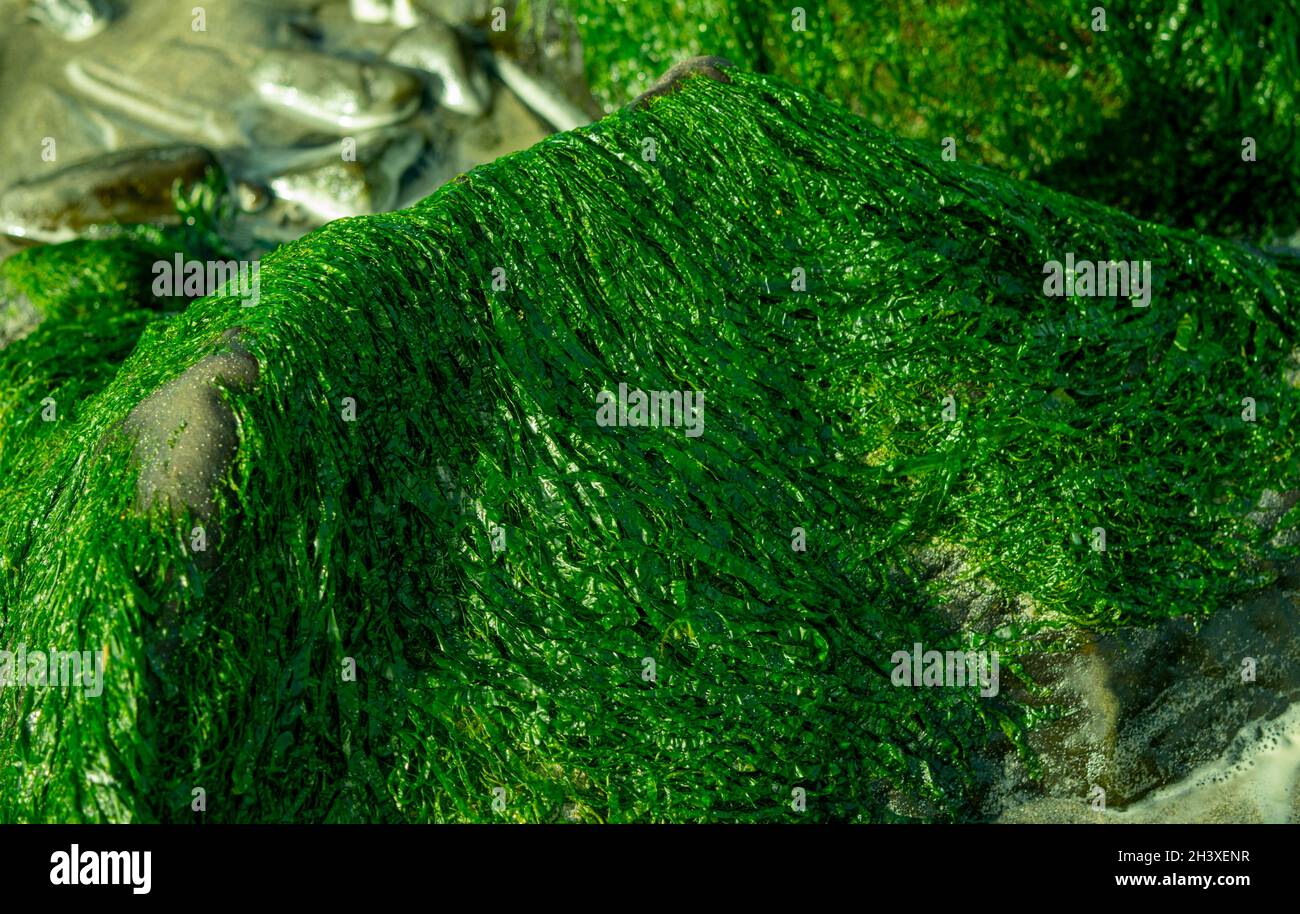 Marine green grass, green background, seaweed, ocean during low tide ...
