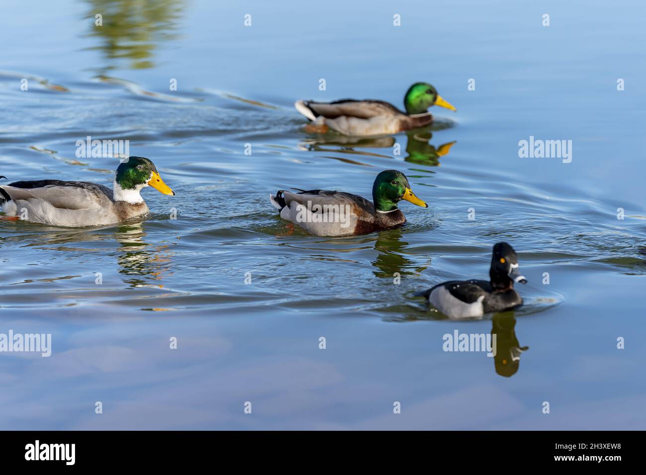 Mallard Duck Enjoying A Swim In A Pond In The Arizona Desert Stock ...
