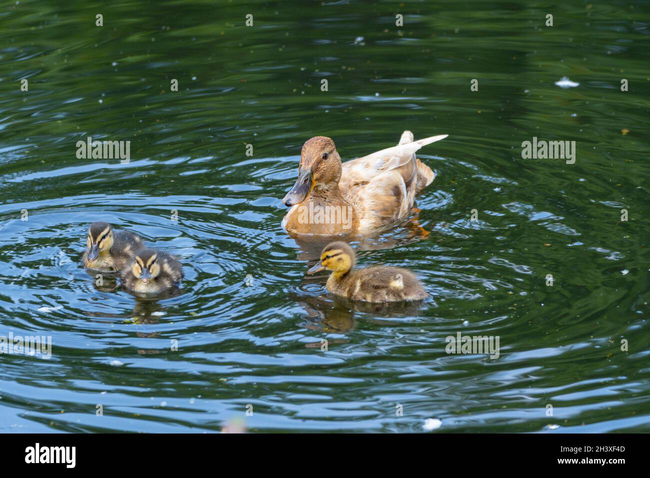 Mother duck with ducklings on the pond Stock Photo - Alamy