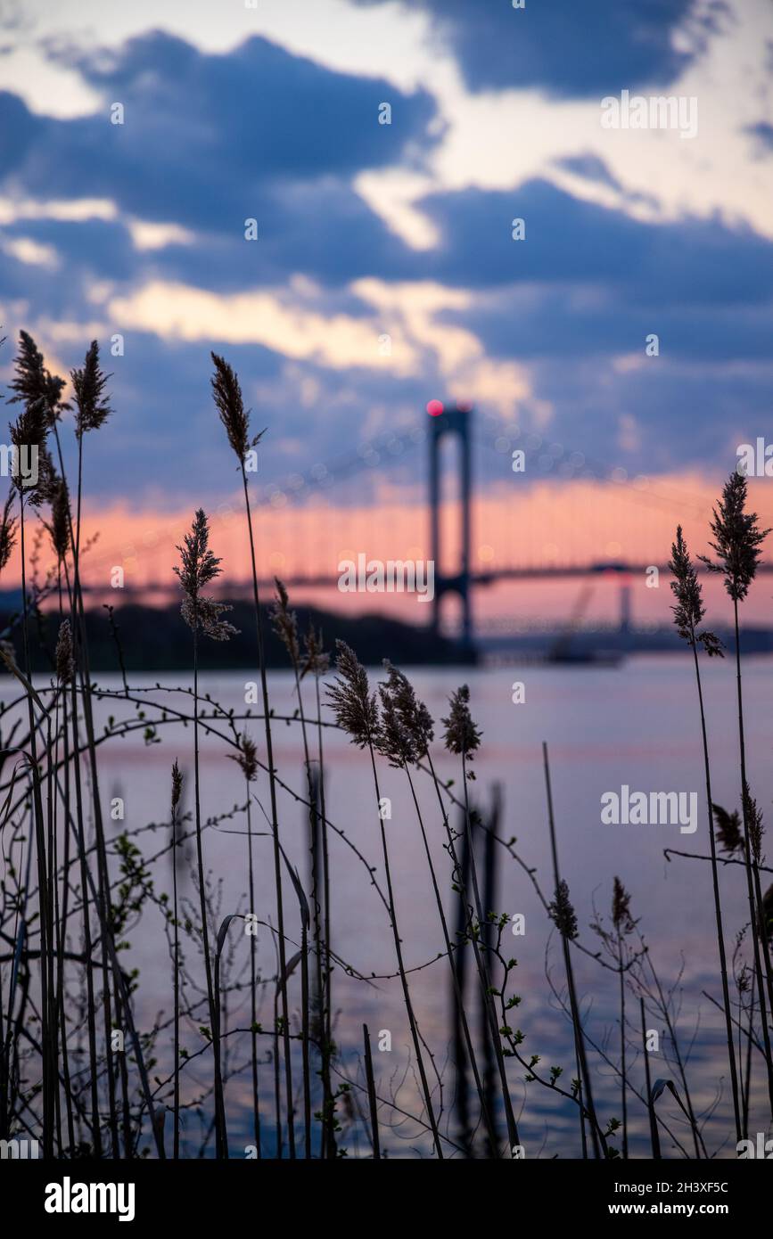 Vertical shot of the cane with the bridge in the background over the ...