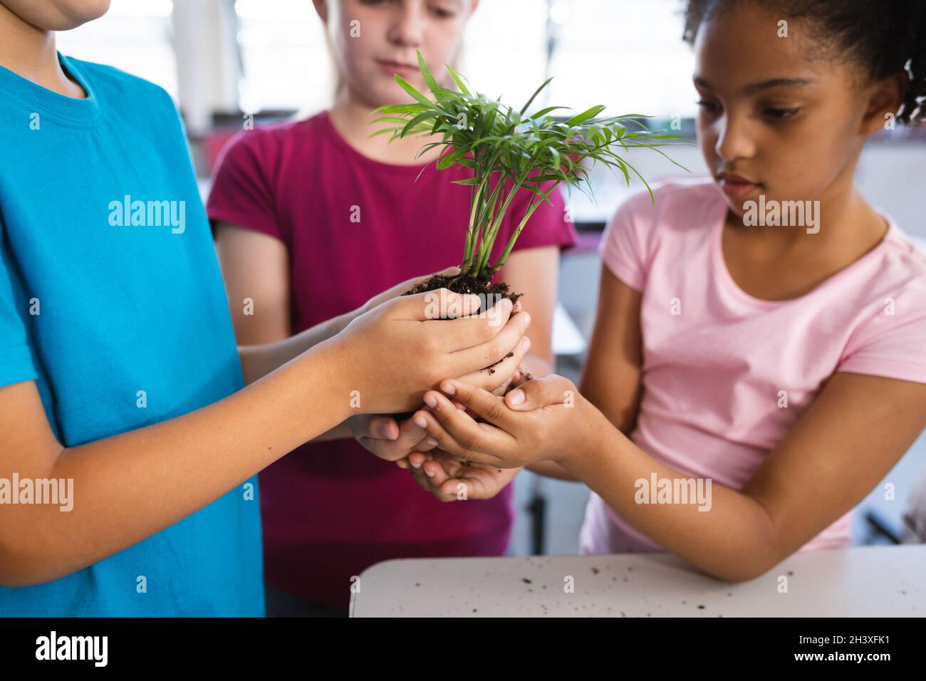 Mid section of diverse students holding a plant seedling together in ...