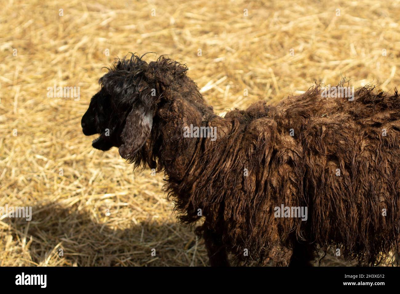 A black sheep on the farm. The animal is summer in the countryside. The ...