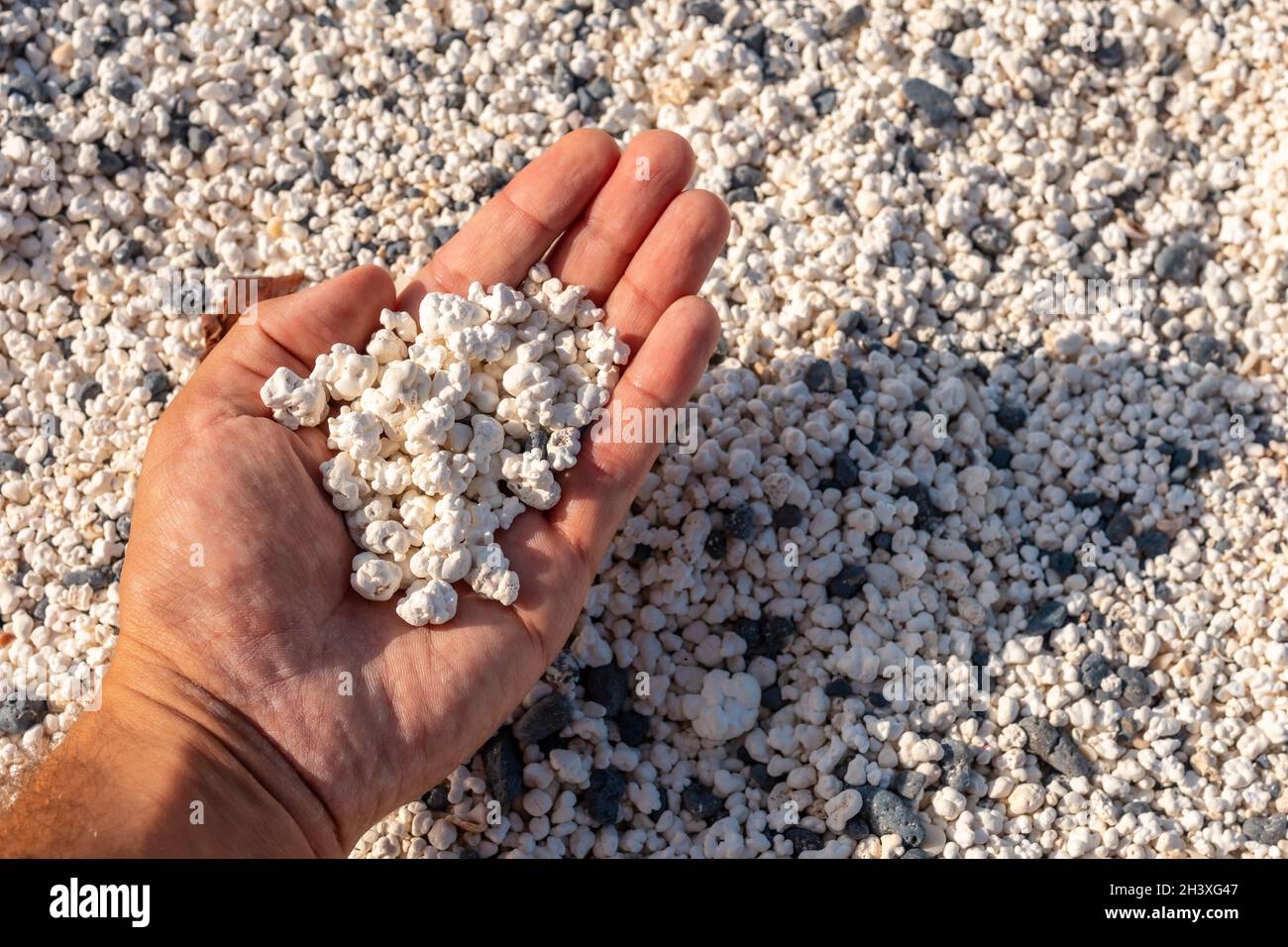 Hand holding little coral scraps in the Popcorn Beach near the town of ...