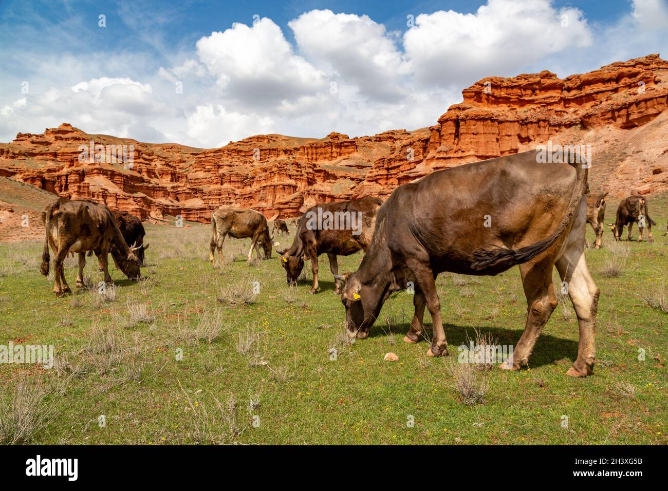 Red Fairy Chimneys Valley and grazing cows in Narman county of Erzurum ...
