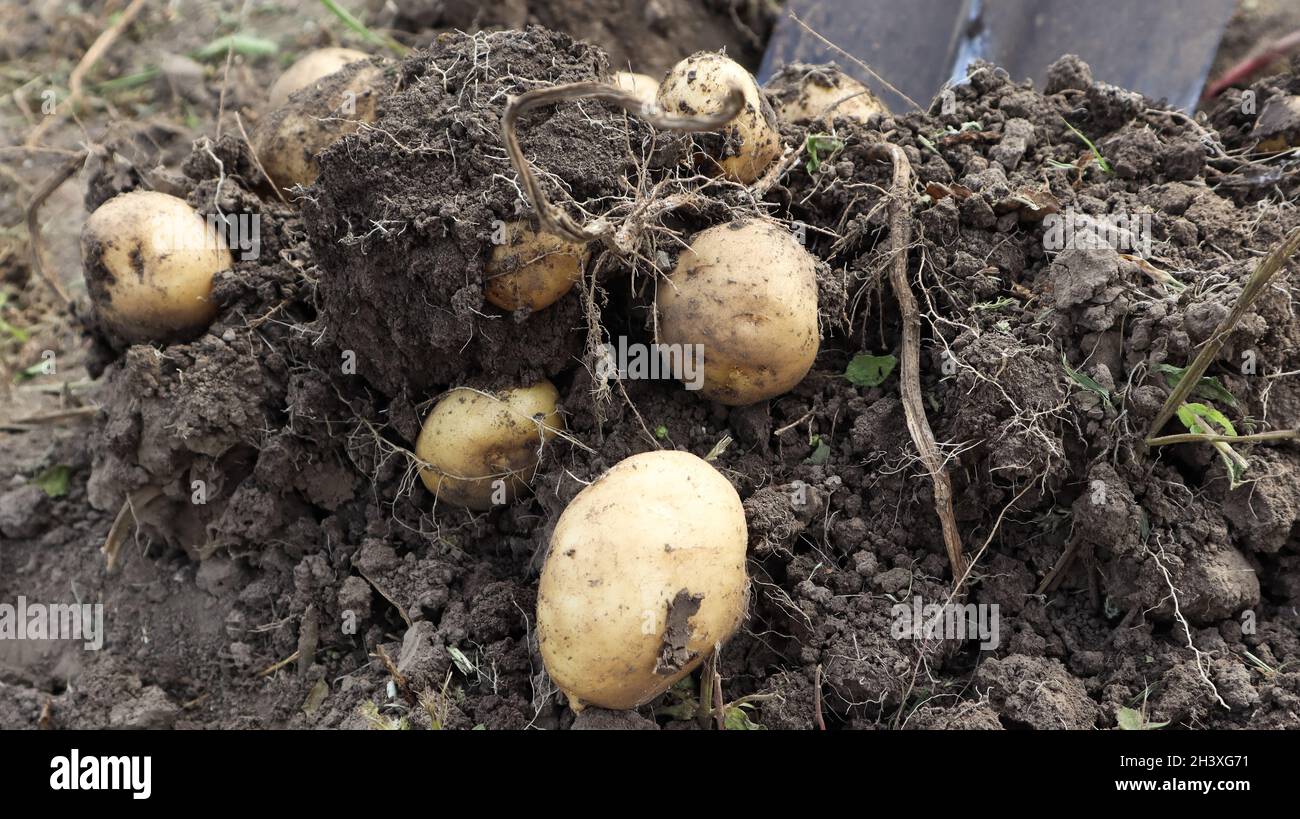 New early potatoes hi-res stock photography and images - Alamy