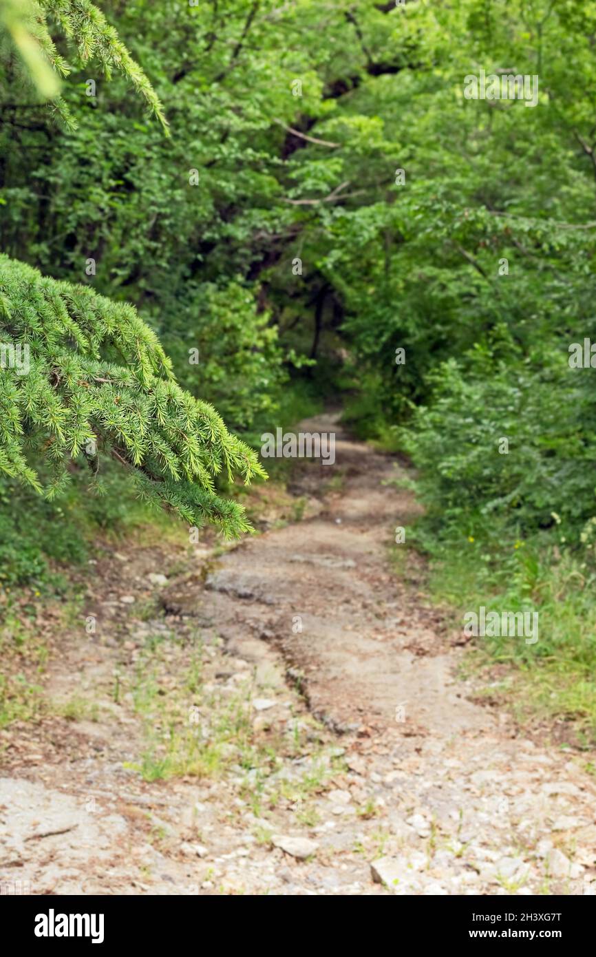 Shady pathway hi-res stock photography and images - Alamy