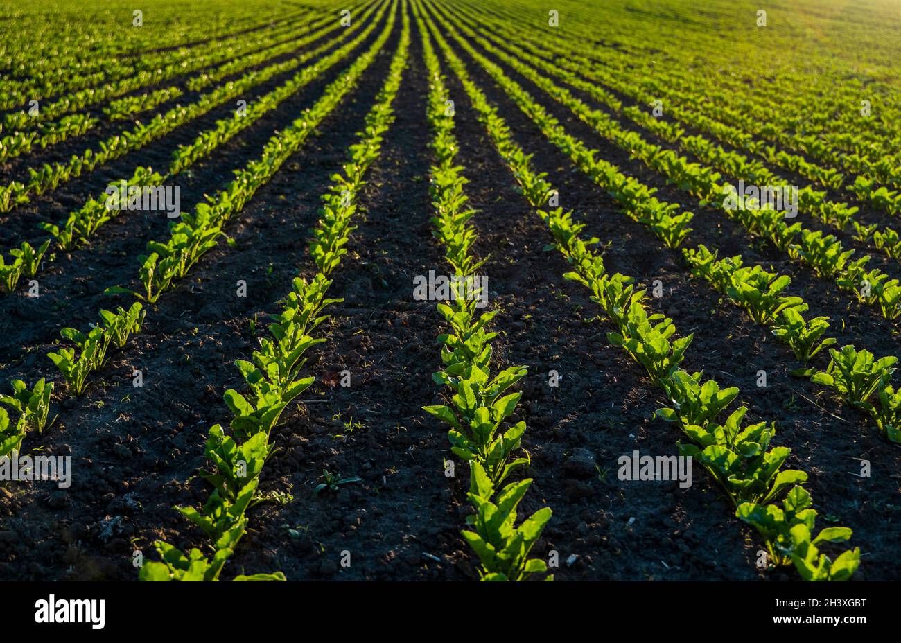 Rows of young sugar beets lit by the sun. Sugar beet cultivation. Close ...