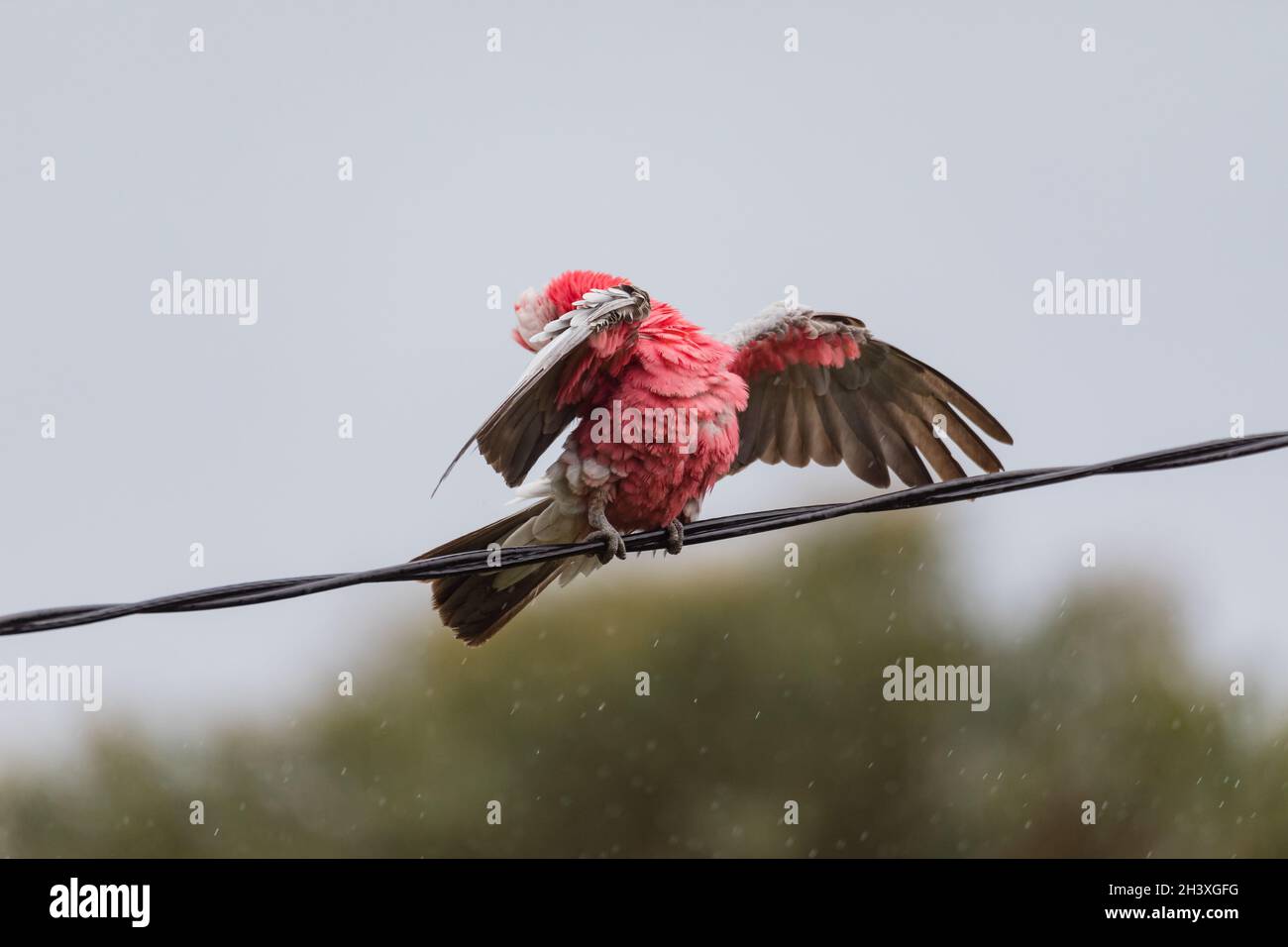 Australian Galah playing in the rain on a powerline Stock Photo - Alamy