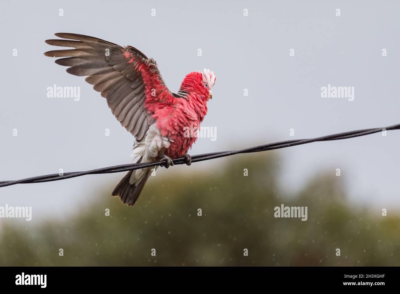 Australian Galah playing in the rain on a powerline Stock Photo - Alamy