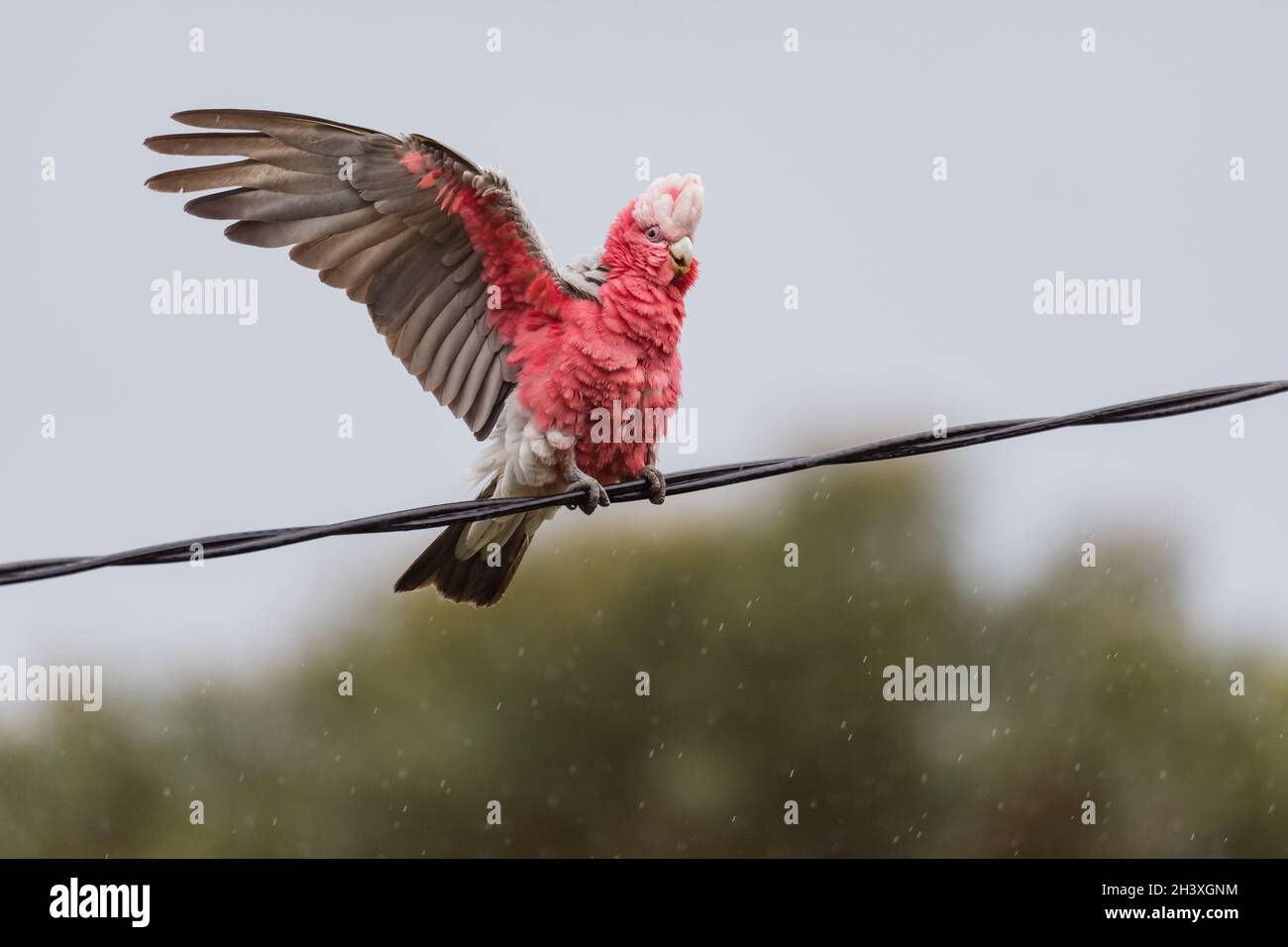 Australian Galah playing in the rain on a powerline Stock Photo - Alamy