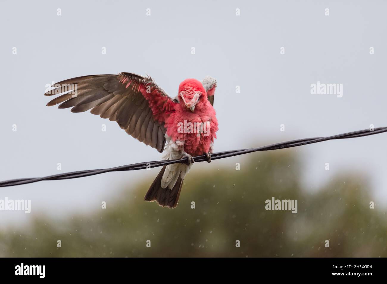 Australian Galah playing in the rain on a powerline Stock Photo - Alamy