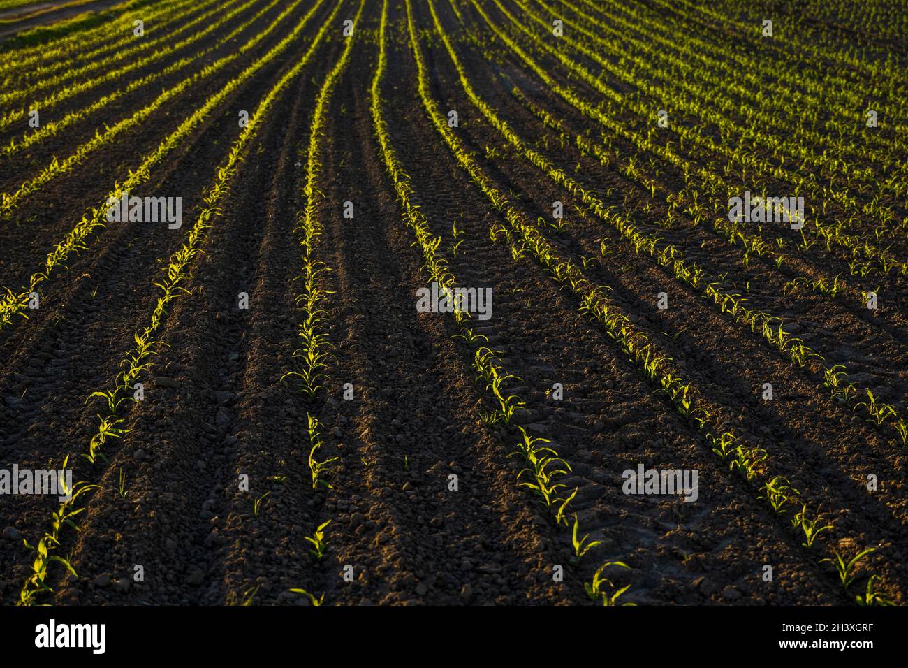 Fresh young green maize plants in curved rows. Corn is growing on a ...