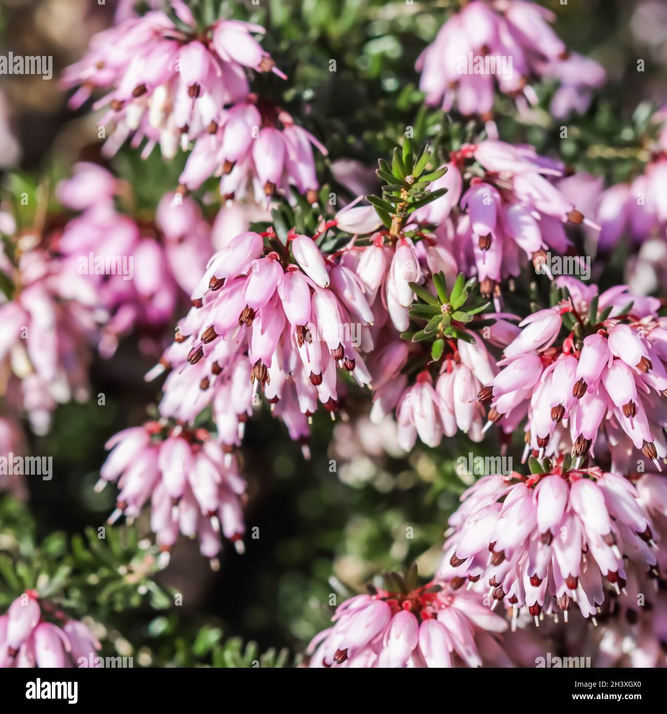 Pink Erica carnea flowers (winter Heath) in the garden in early spring ...