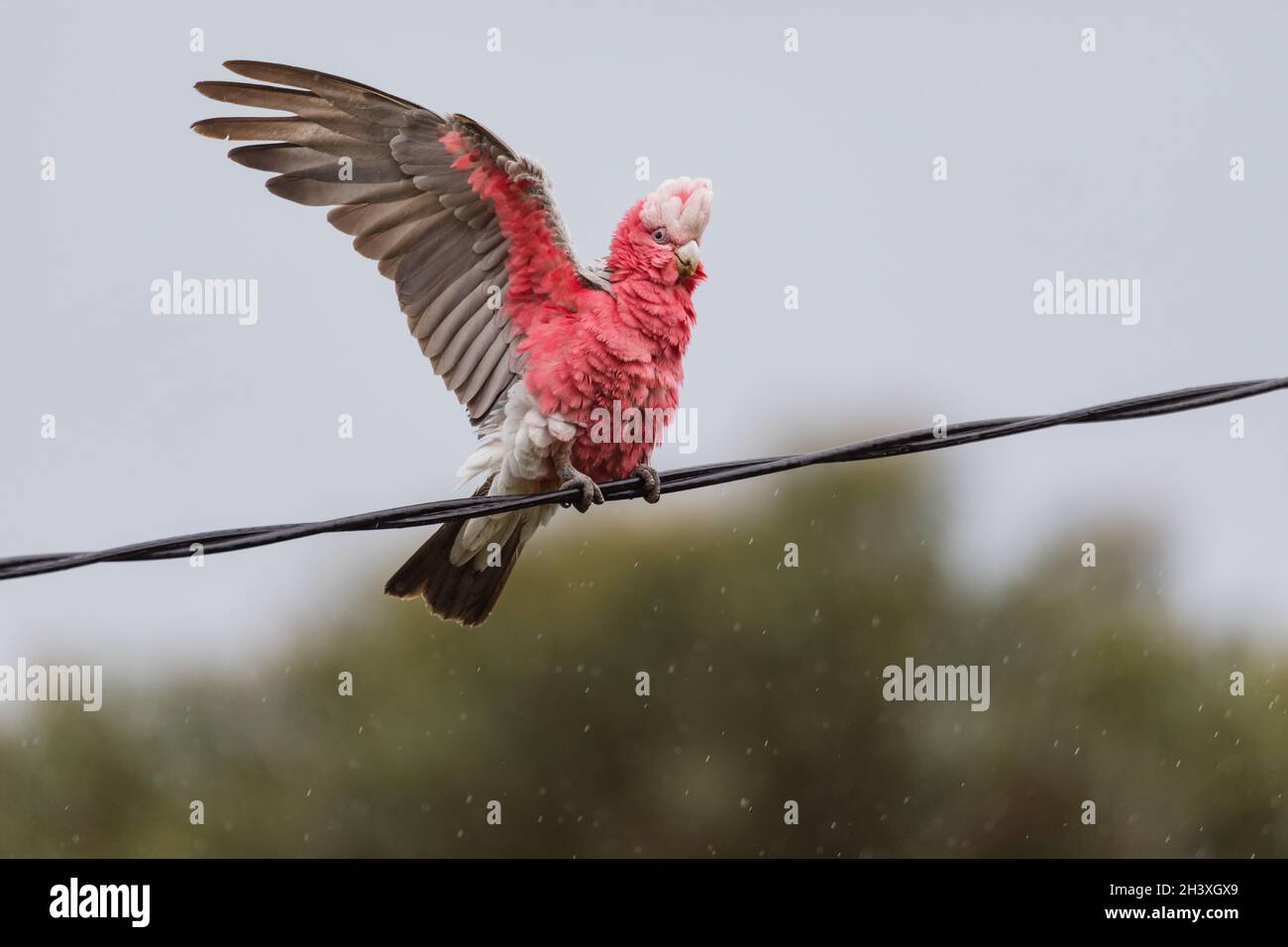 Australian Galah playing in the rain on a powerline Stock Photo - Alamy