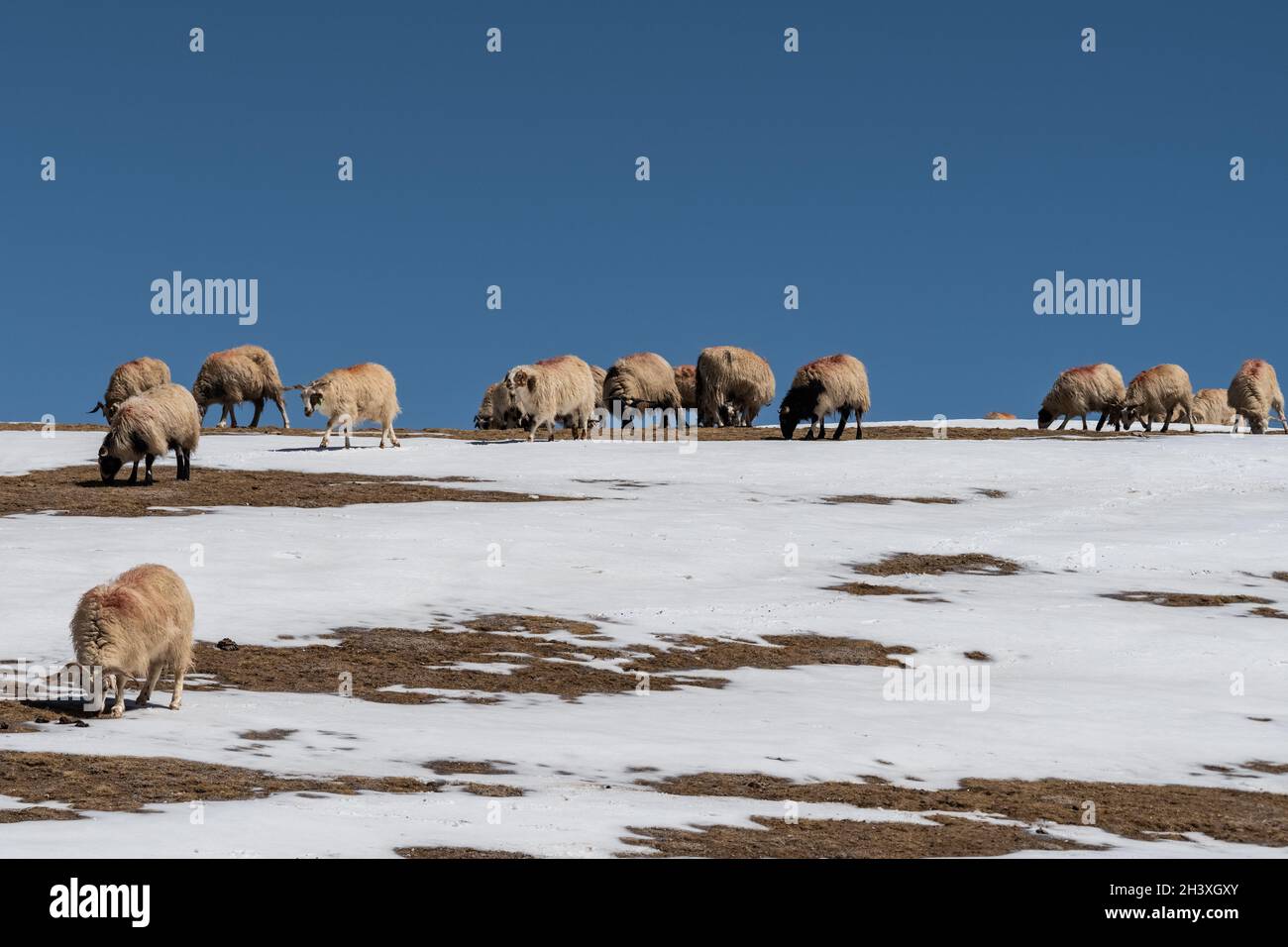 Flock sheep on plateau pasture hi-res stock photography and images - Alamy
