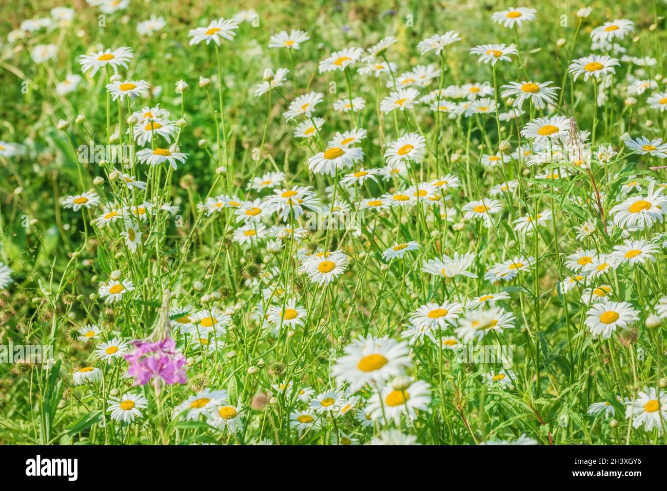 Real pretty blooming daisies in summer field on sunny day Stock Photo ...