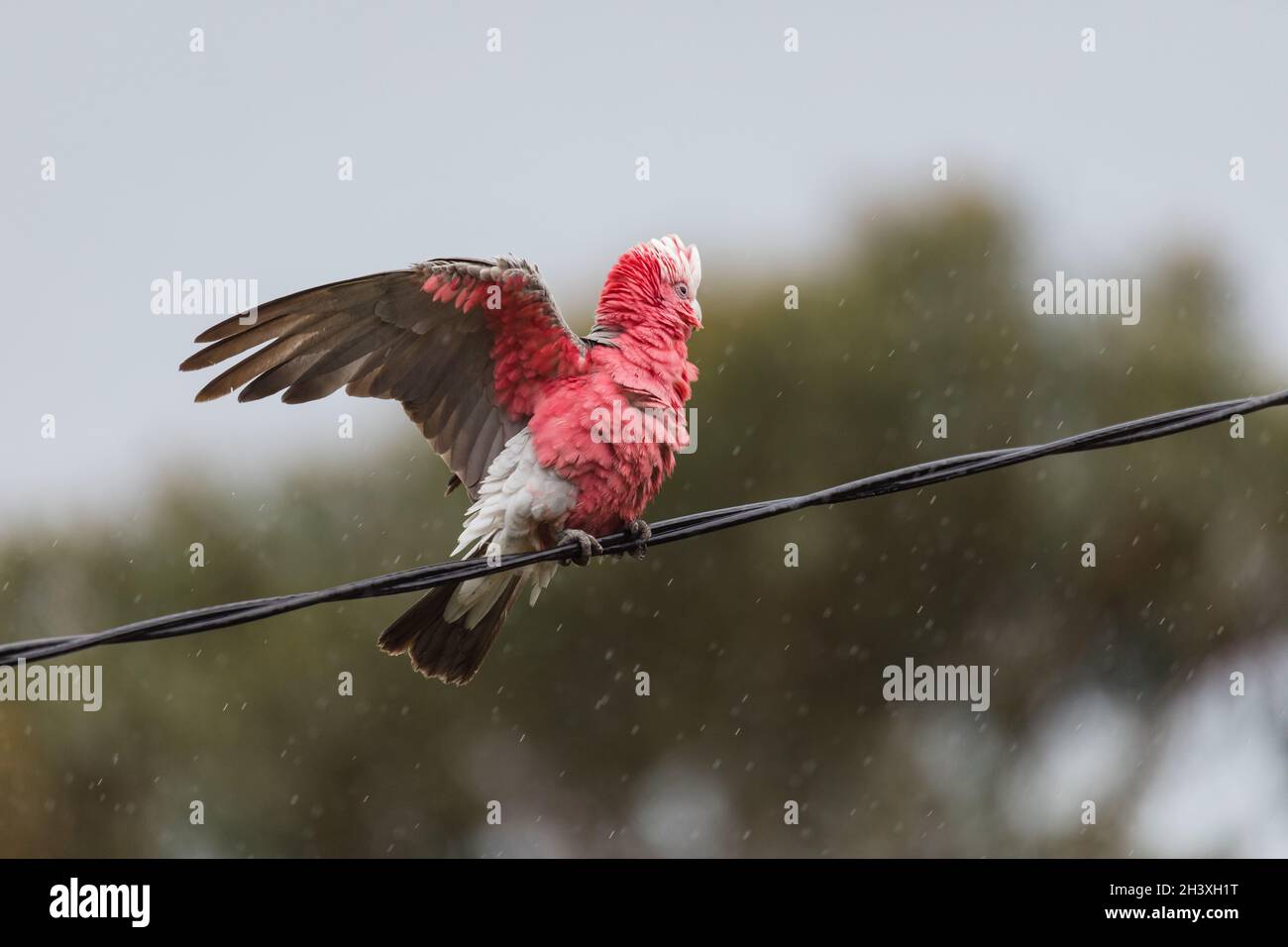Australian Galah playing in the rain on a powerline Stock Photo - Alamy