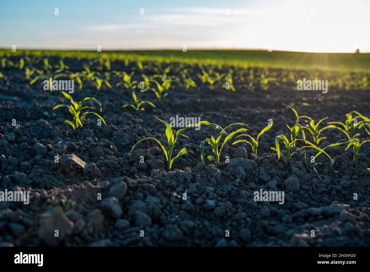 Growing young green corn seedling sprouts in cultivated agricultural ...