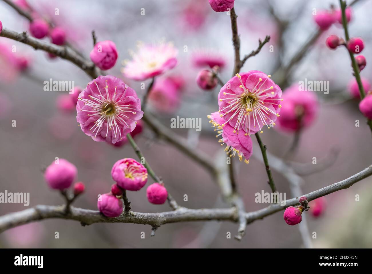 Blossoming hi-res stock photography and images - Alamy