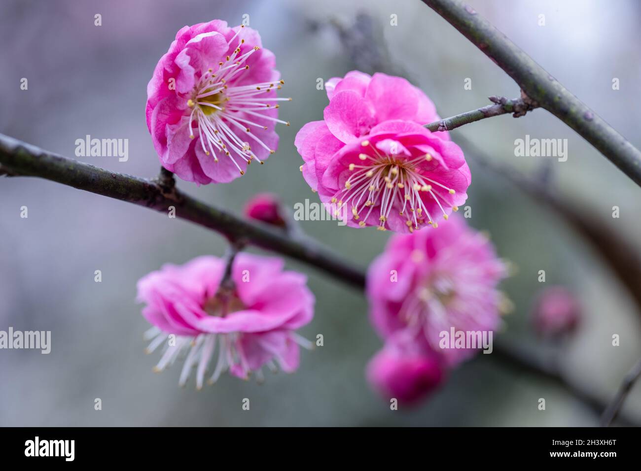 Red blossom hi-res stock photography and images - Alamy