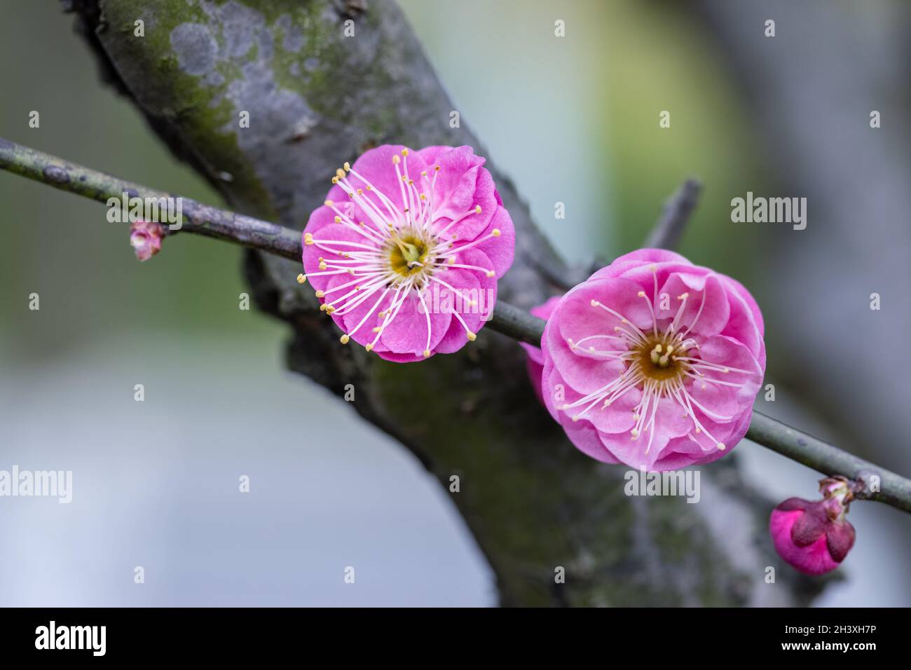 Red white plum blossom hi-res stock photography and images - Alamy