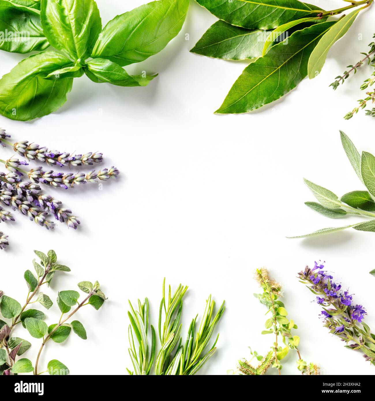Fresh garden herbs square banner with a place for text Stock Photo - Alamy