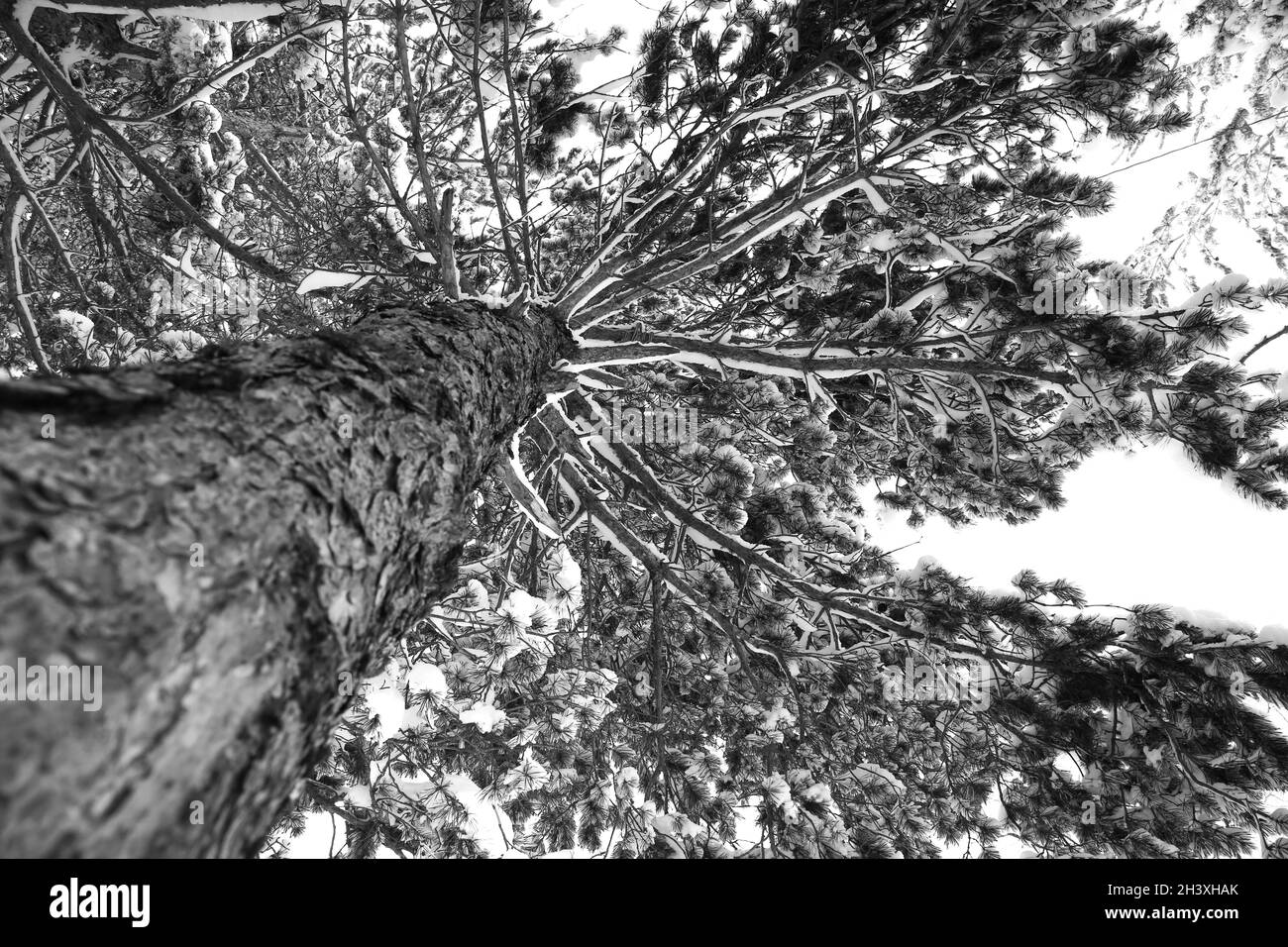 Bottom view of a tree with snow on its branches. Black and White Stock ...