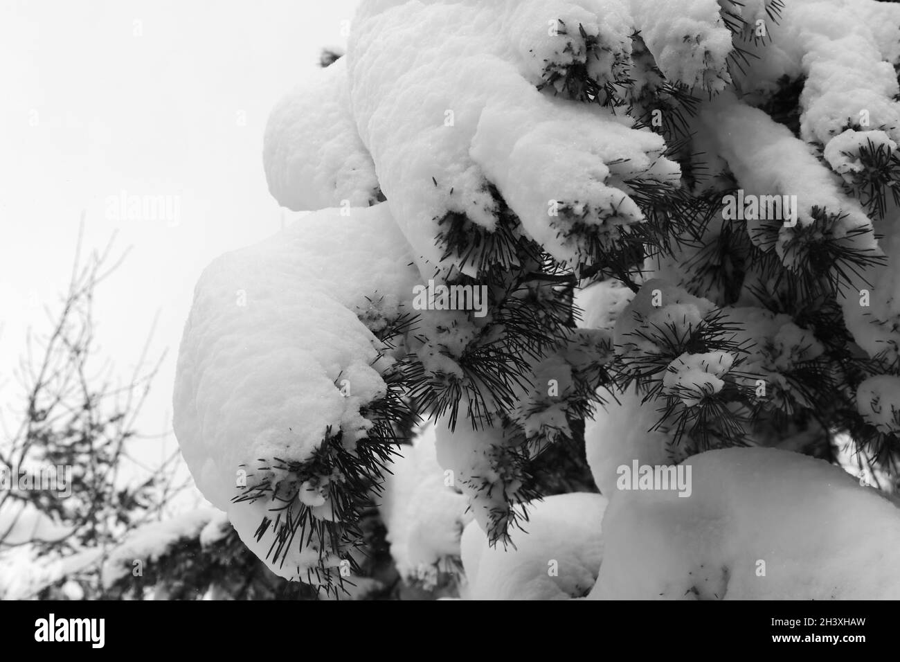 Snowy pine tree branches. The branches are drooping from the weight ...