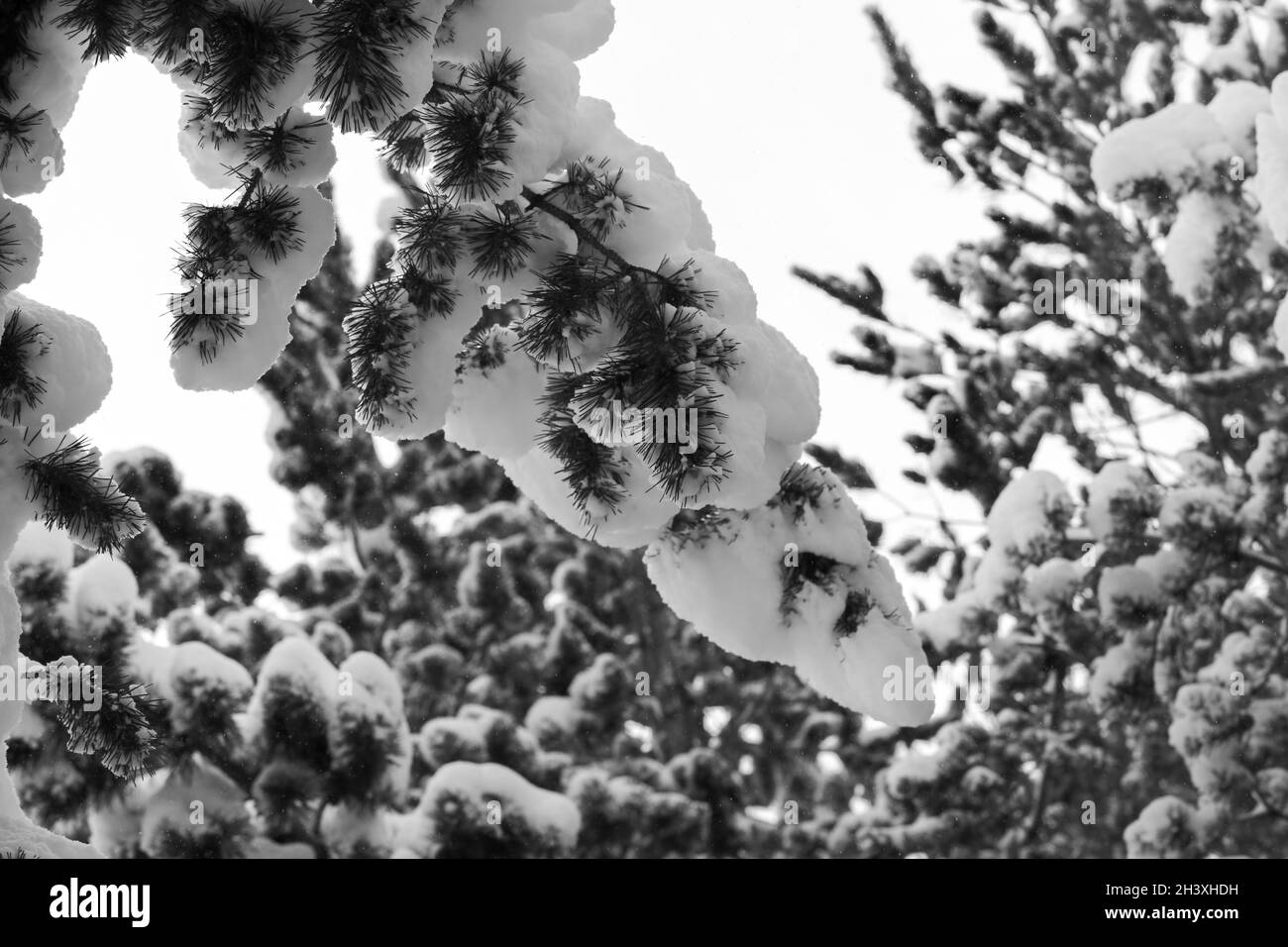 Snowy pine tree branches. The branches are drooping from the weight ...