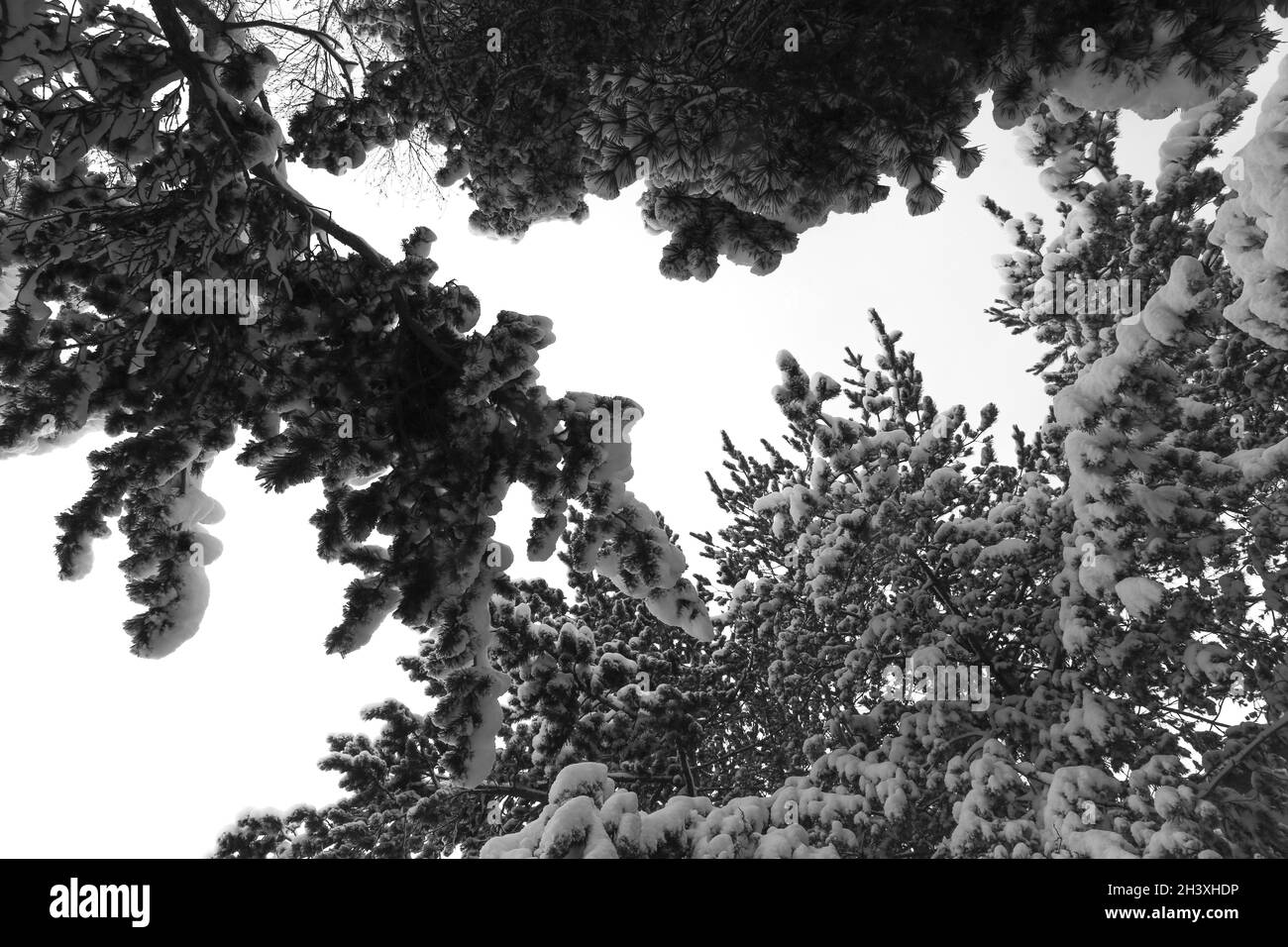 Snowy pine tree branches. The branches are drooping from the weight ...