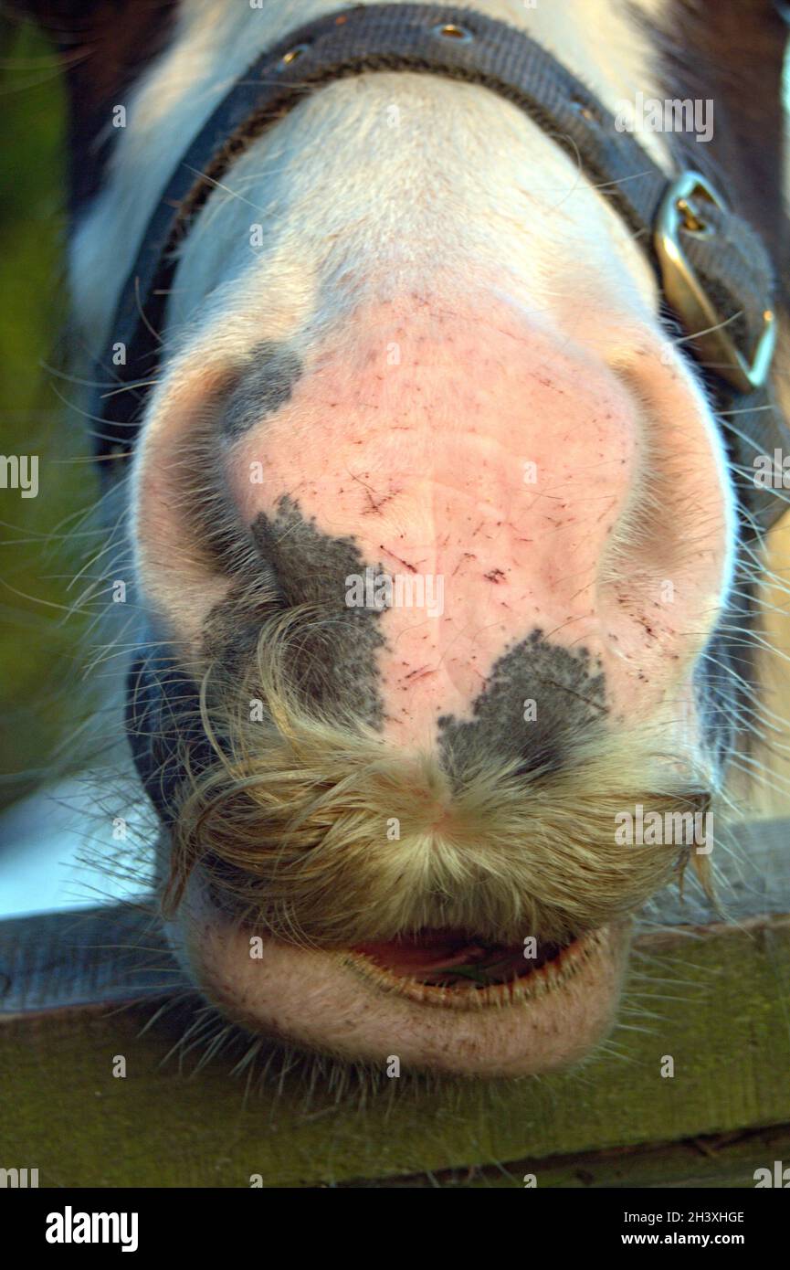 Mustache statue hi-res stock photography and images - Alamy