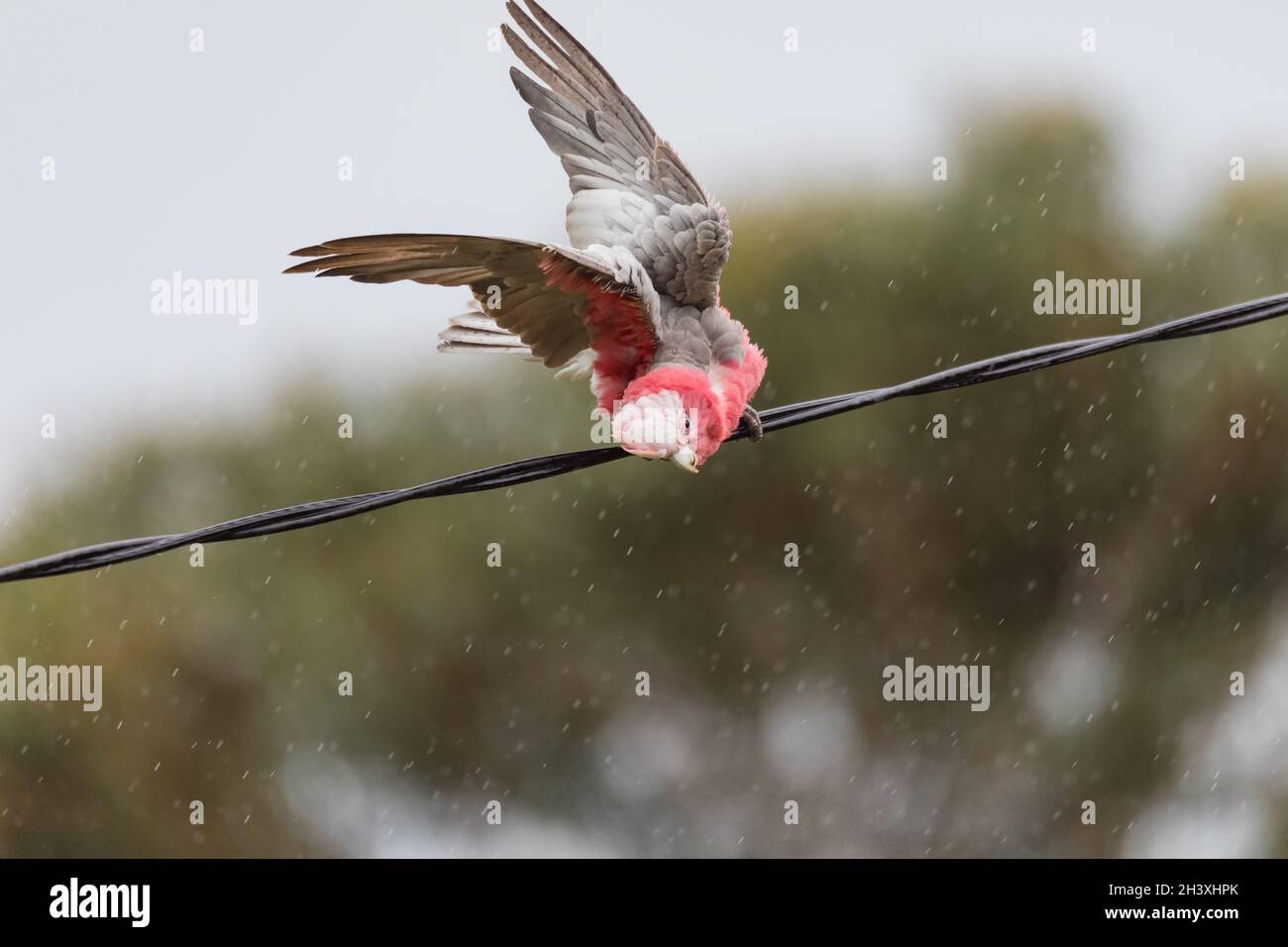 Australian Galah playing in the rain on a powerline Stock Photo - Alamy
