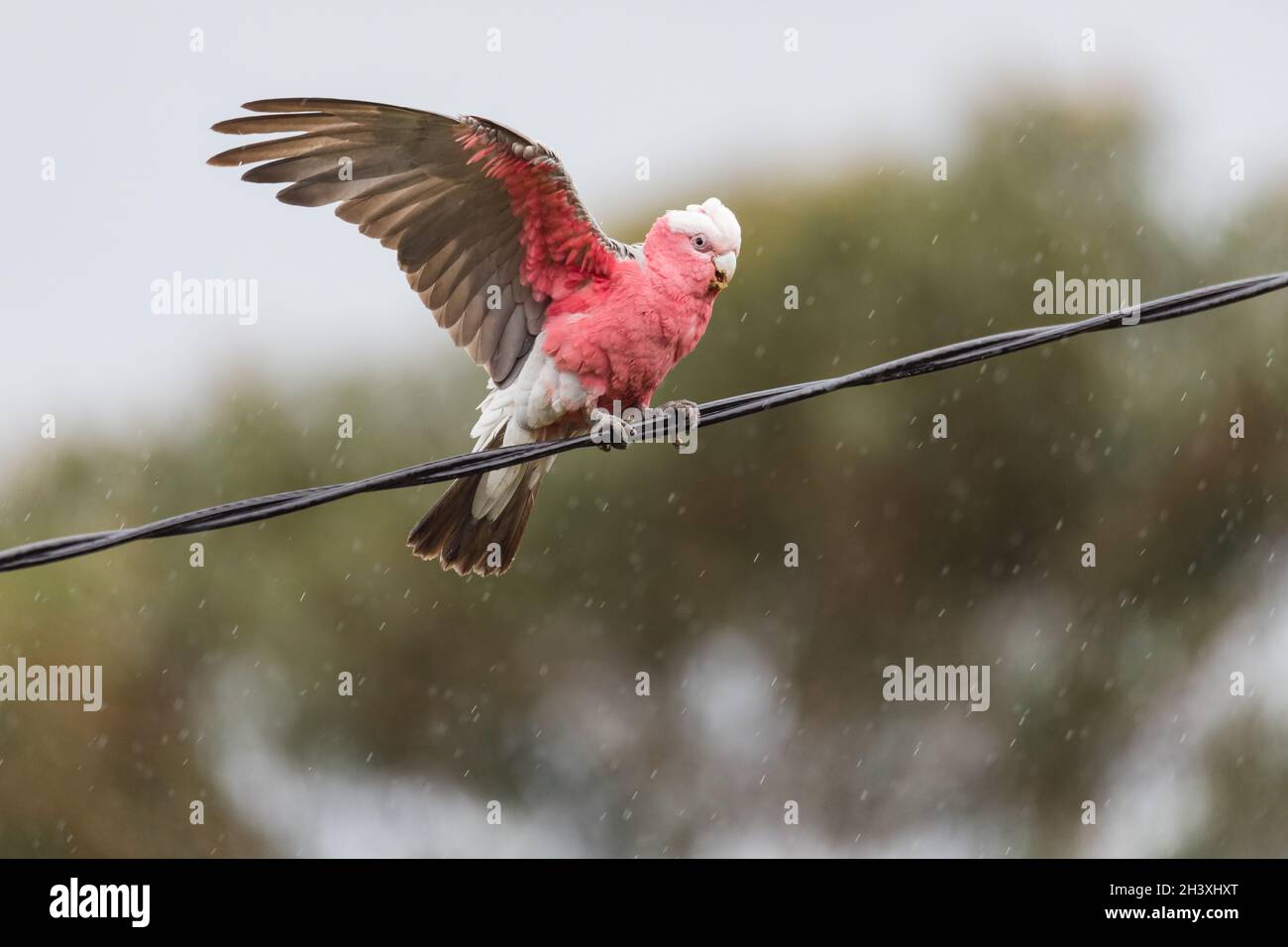 Australian Galah playing in the rain on a powerline Stock Photo - Alamy