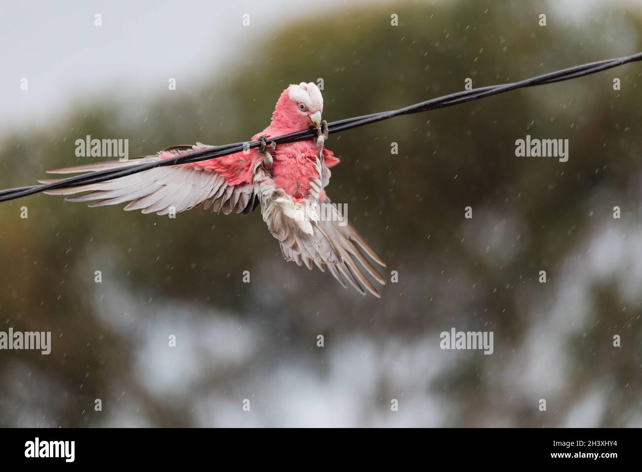 Australian Galah playing in the rain on a powerline Stock Photo - Alamy
