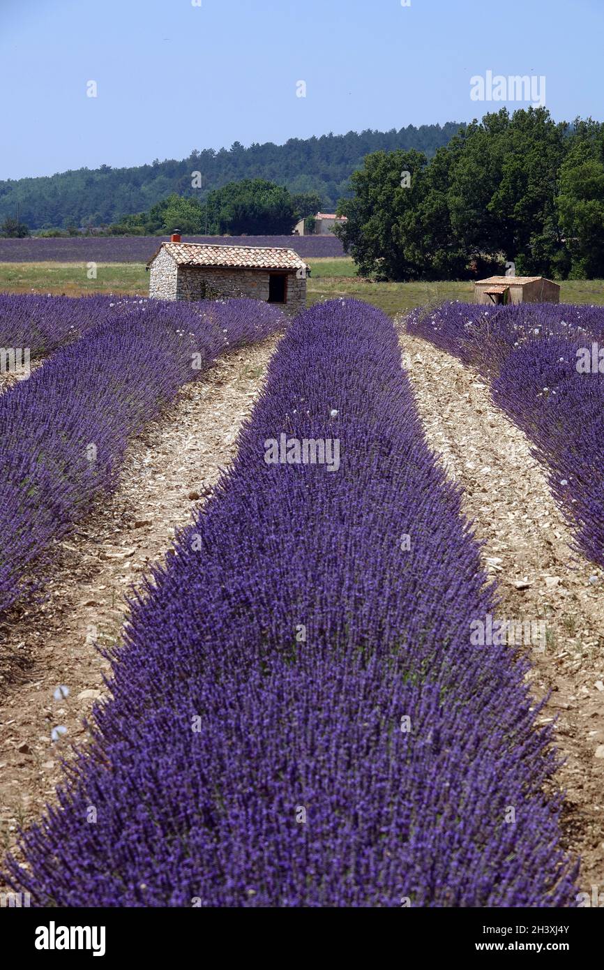 Lavender field on the Plateau du Sault Stock Photo - Alamy