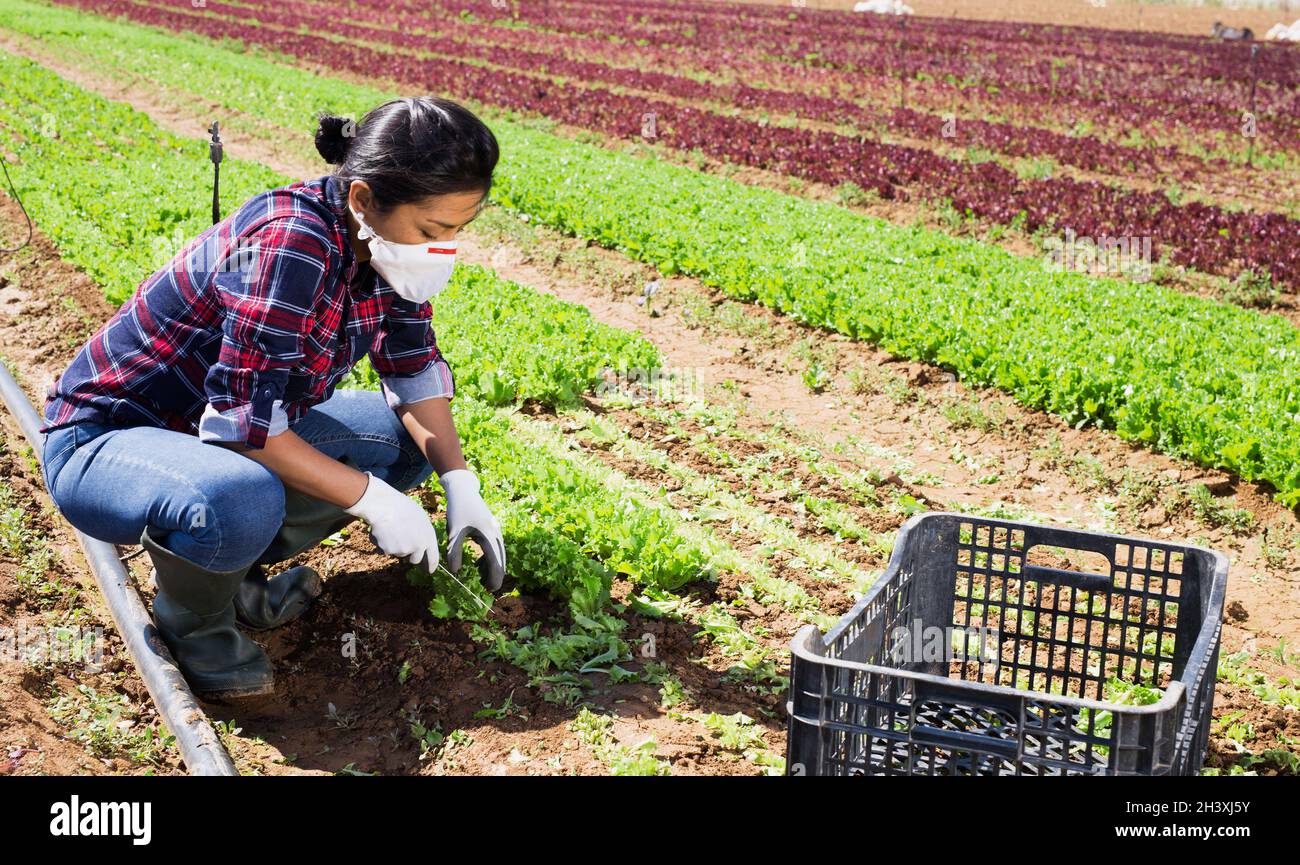Hispanic woman in medical mask harvesting lettuce Stock Photo - Alamy