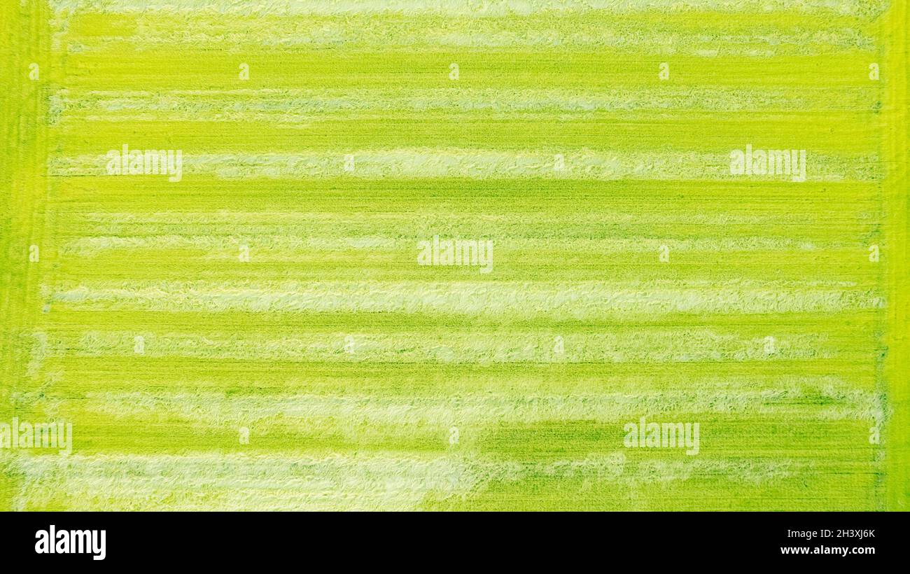 Aerial view geometric wheat farming fields, showing a green meadow and ...