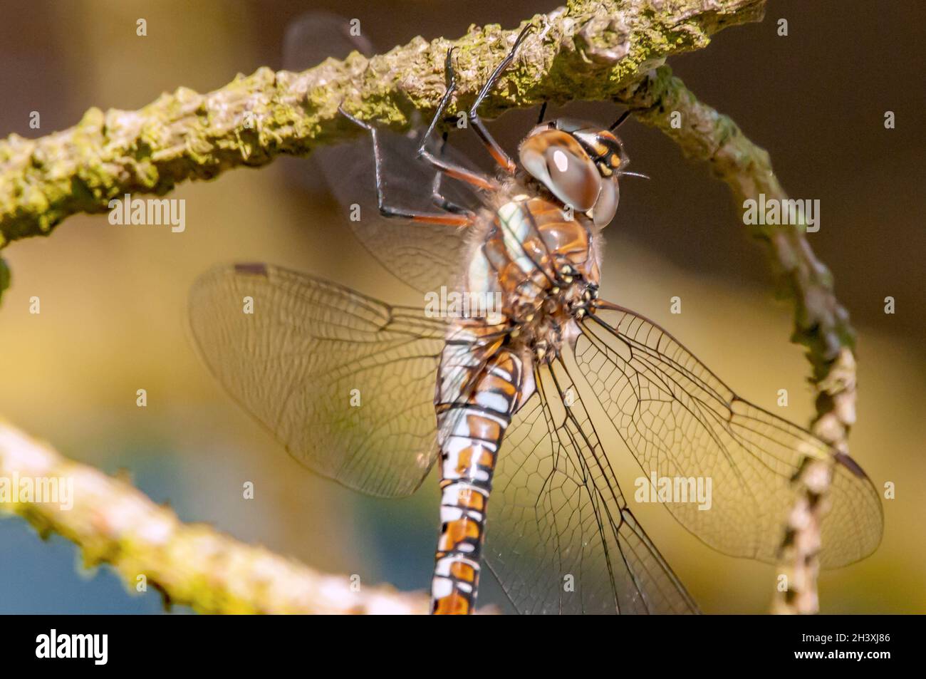 Dragonfly wingspan hi-res stock photography and images - Alamy